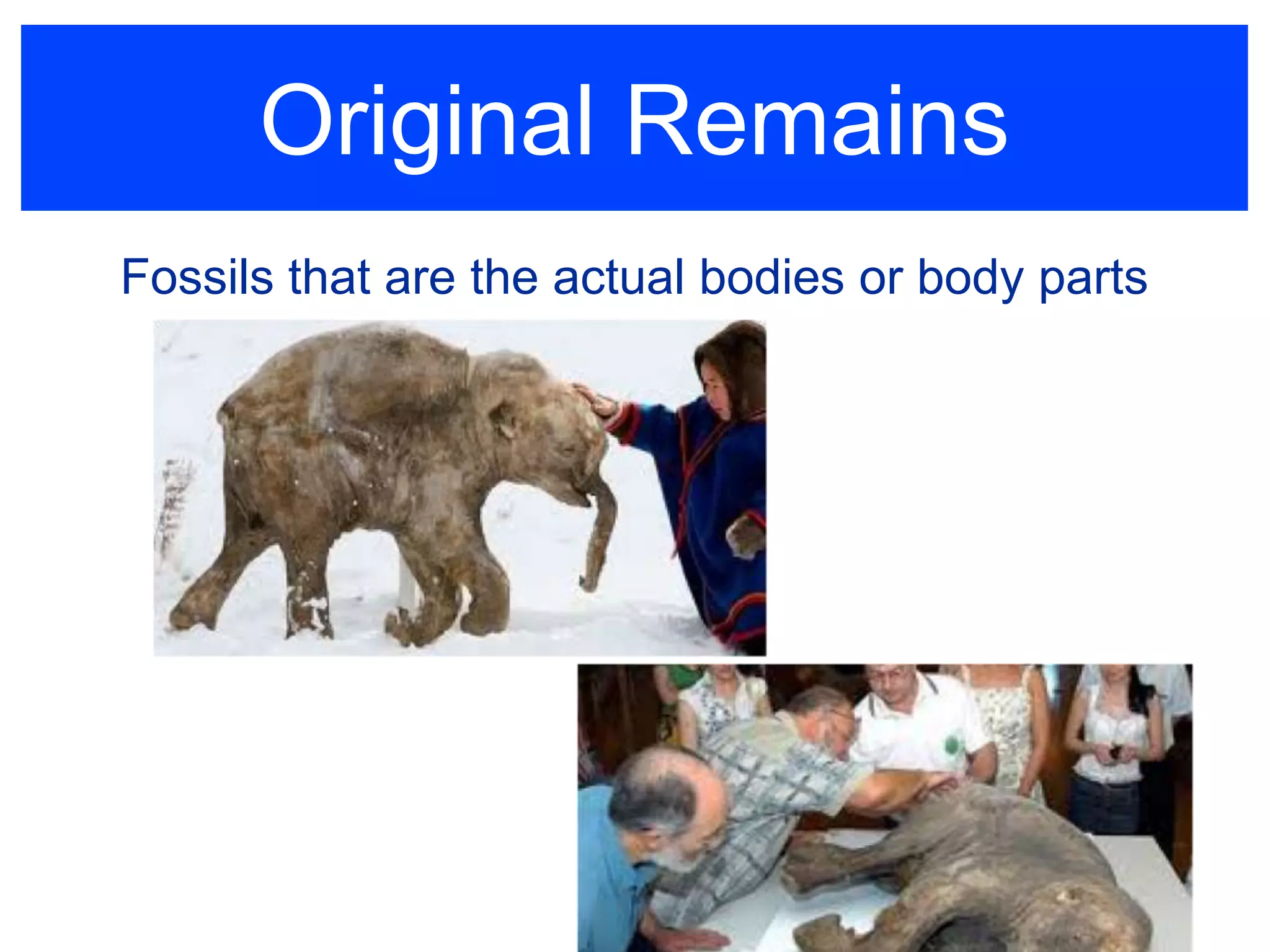 History of Earth: using Fossils and Rock Layers to tell the story | PPT