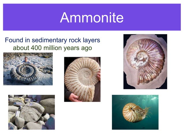 History of Earth: using Fossils and Rock Layers to tell the story | PPT