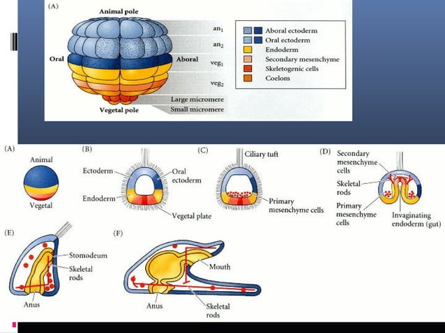 History of embryology