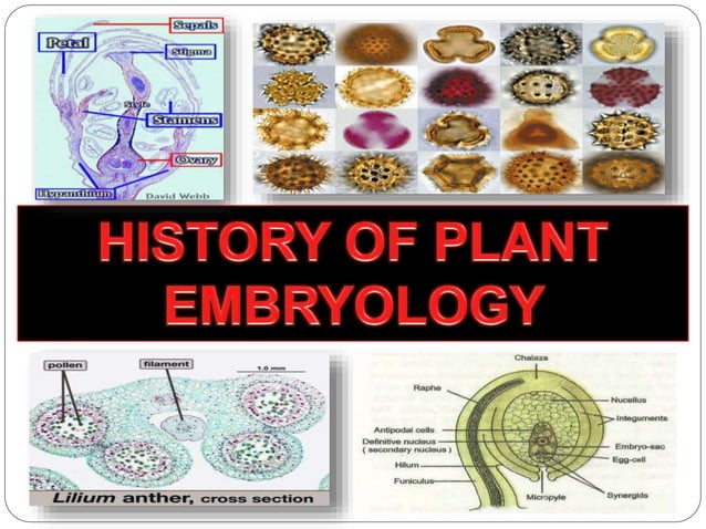 History of embryology in plants | PPTX | Gardening | Home & Garden