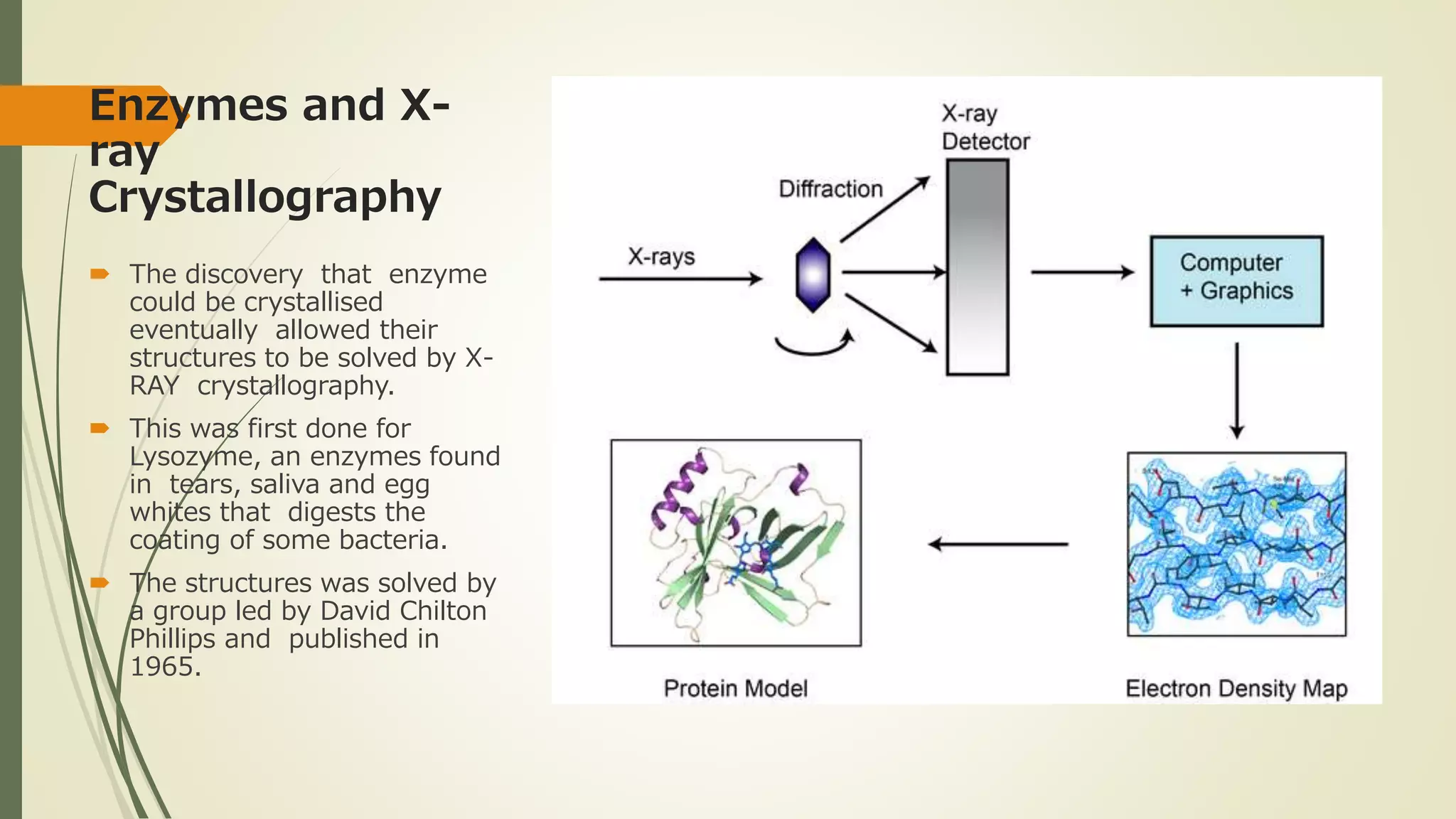 History of enzymes. | PPTX