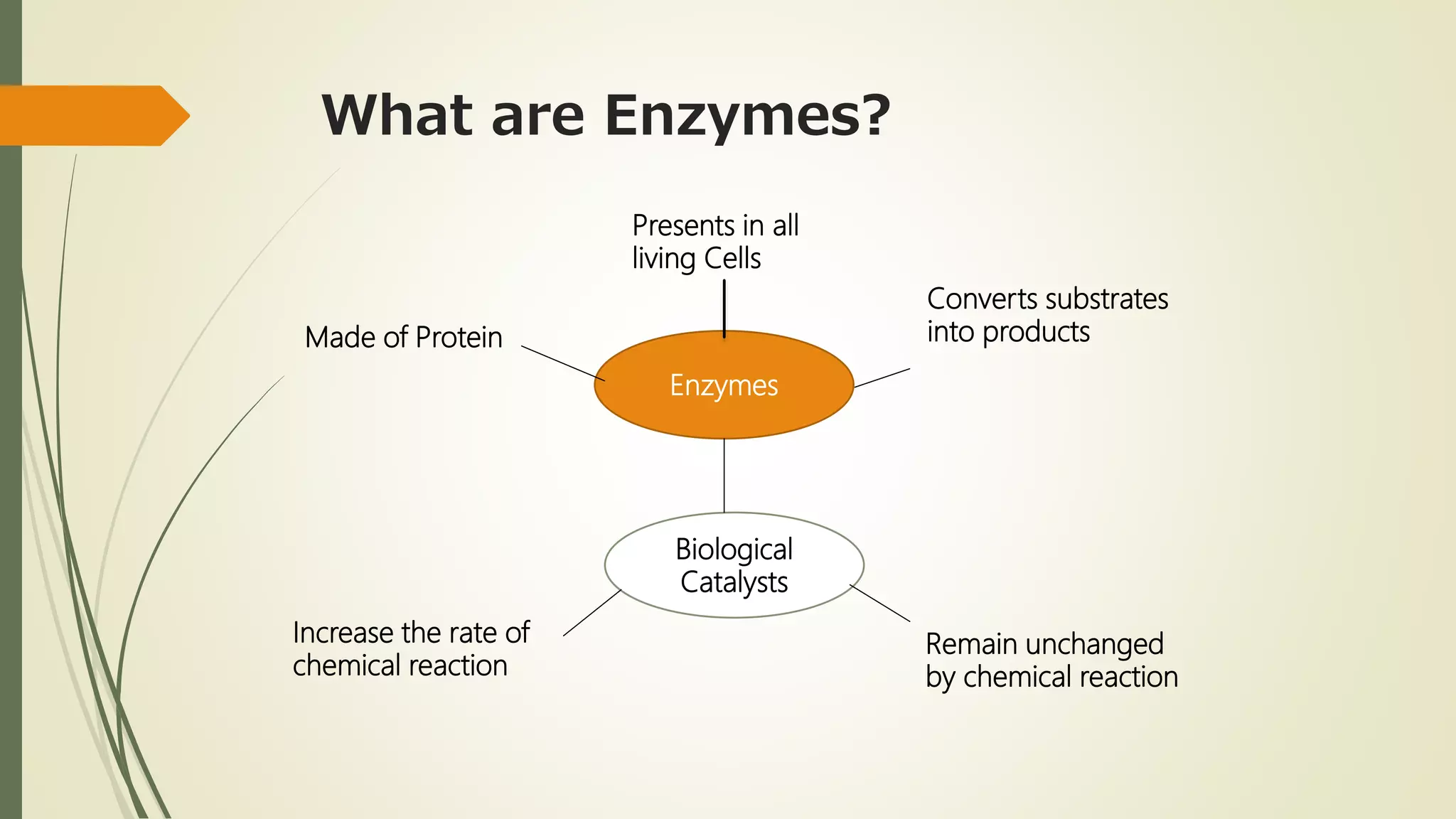 History of enzymes. | PPTX