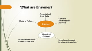 historyofenzymes-171115191628.. (1).pptx
