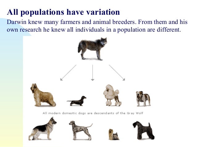 History of evolution