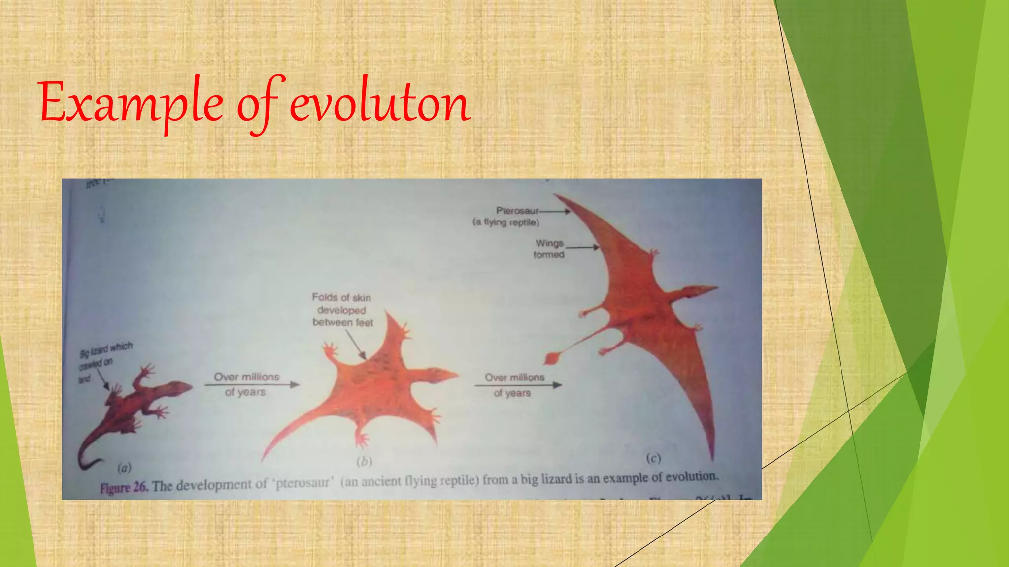 History of evolution | PPTX