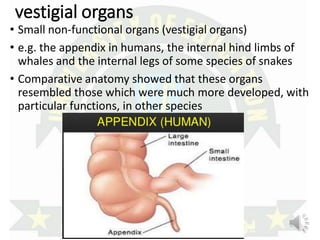 History of evolutionery thought | PDF