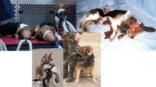 History of experiments in humans and animals | PPTX