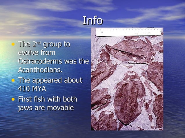 History of fish notes | PPT | Fish and Aquariums | Pets