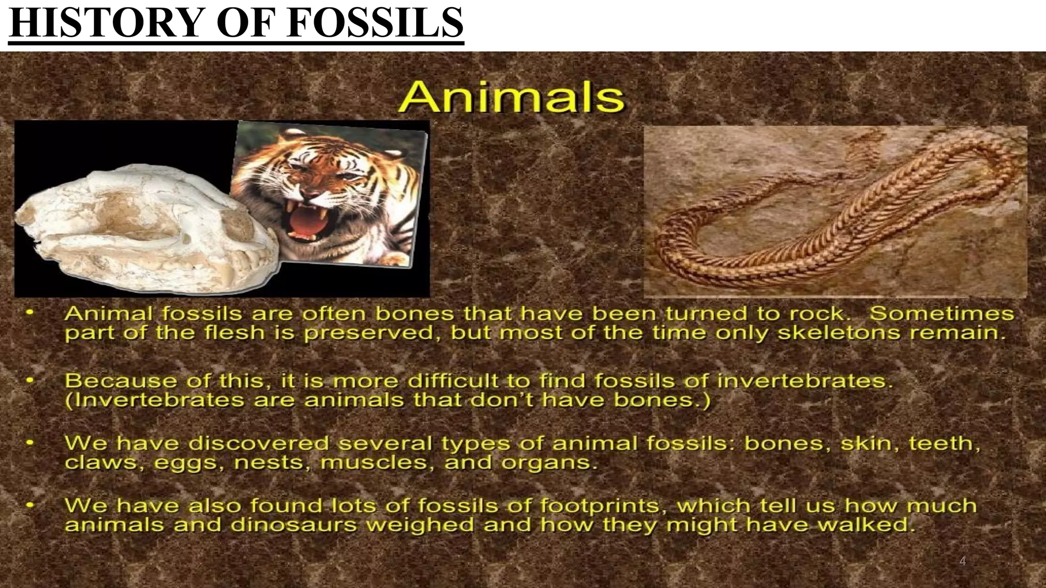 History Of Fossils Process Of Fossilization Pdf Geology Science