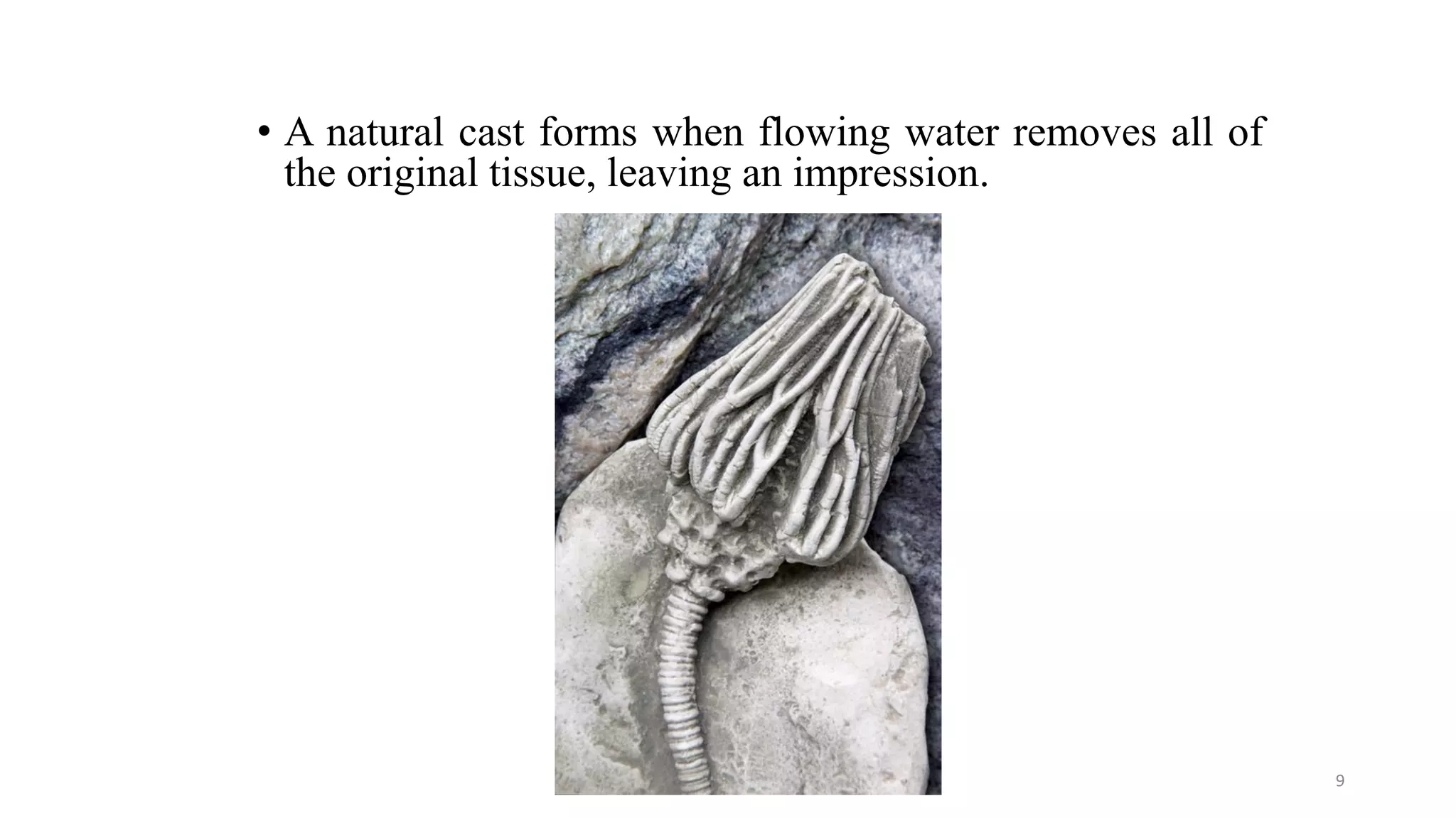 History of fossils; process of Fossilization | PDF