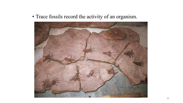 History of fossils; process of Fossilization | PDF | Geology | Science