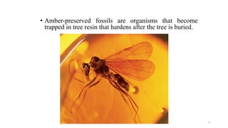 History of fossils; process of Fossilization | PDF