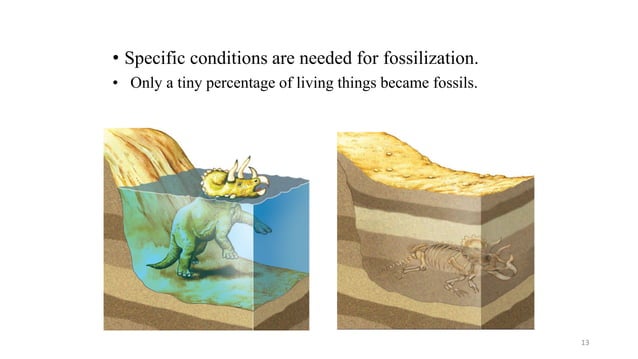 History of fossils; process of Fossilization | PDF | Geology | Science