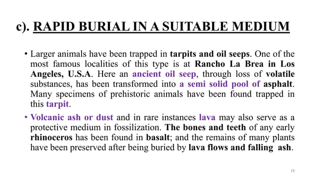 History Of Fossils Process Of Fossilization Pdf Geology Science