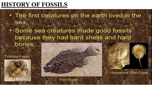 History of fossils; process of Fossilization | PDF | Geology | Science