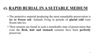 History of fossils; process of Fossilization | PDF