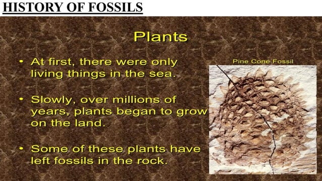 History of fossils; process of Fossilization | PDF | Geology | Science