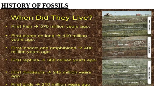 History of fossils; process of Fossilization | PDF | Geology | Science