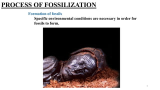 History of fossils; process of Fossilization | PDF