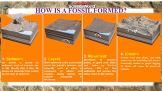 History of fossils; process of Fossilization | PDF