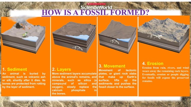 History of fossils; process of Fossilization | PDF | Geology | Science
