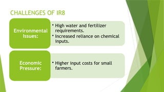 HISTORY OF IR8 ("THE MIRACLE RICE").pptx
