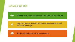 HISTORY OF IR8 ("THE MIRACLE RICE").pptx