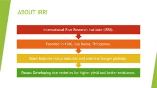 HISTORY OF IR8 ("THE MIRACLE RICE").pptx