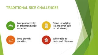 HISTORY OF IR8 ("THE MIRACLE RICE").pptx