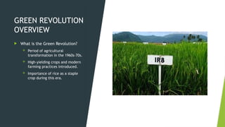 HISTORY OF IR8 ("THE MIRACLE RICE").pptx