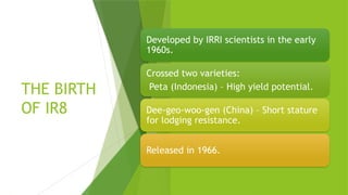 HISTORY OF IR8 ("THE MIRACLE RICE").pptx