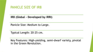 HISTORY OF IR8 ("THE MIRACLE RICE").pptx