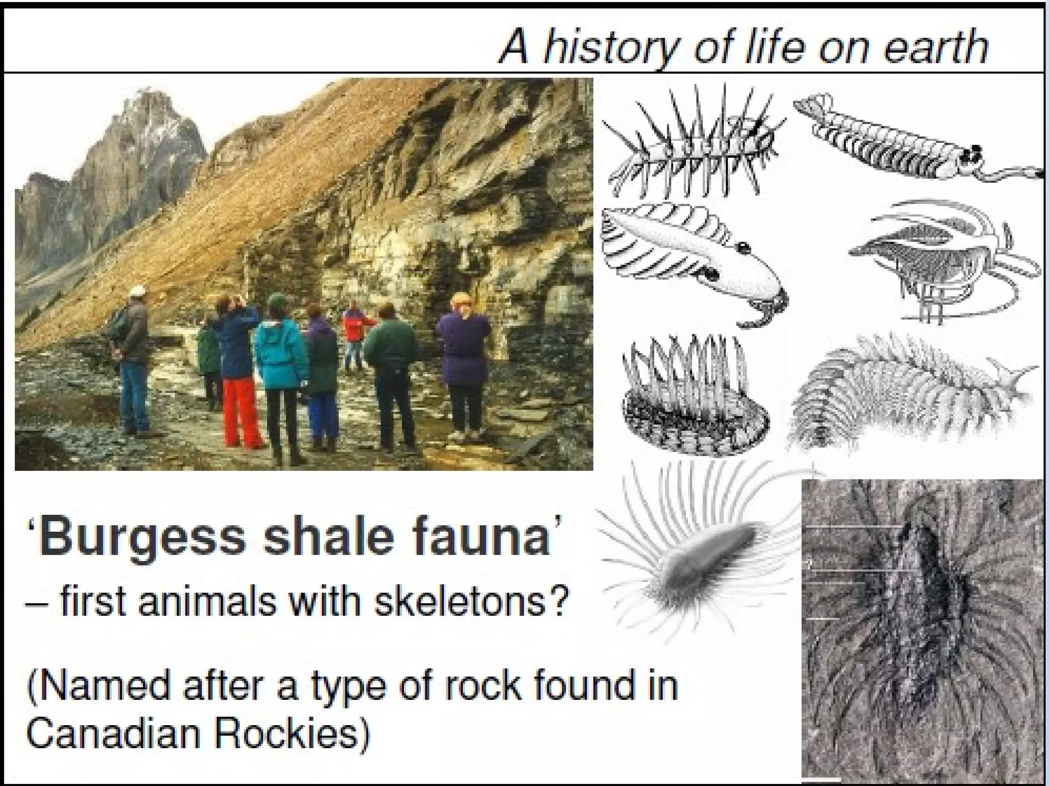 History of life on earth | PPT