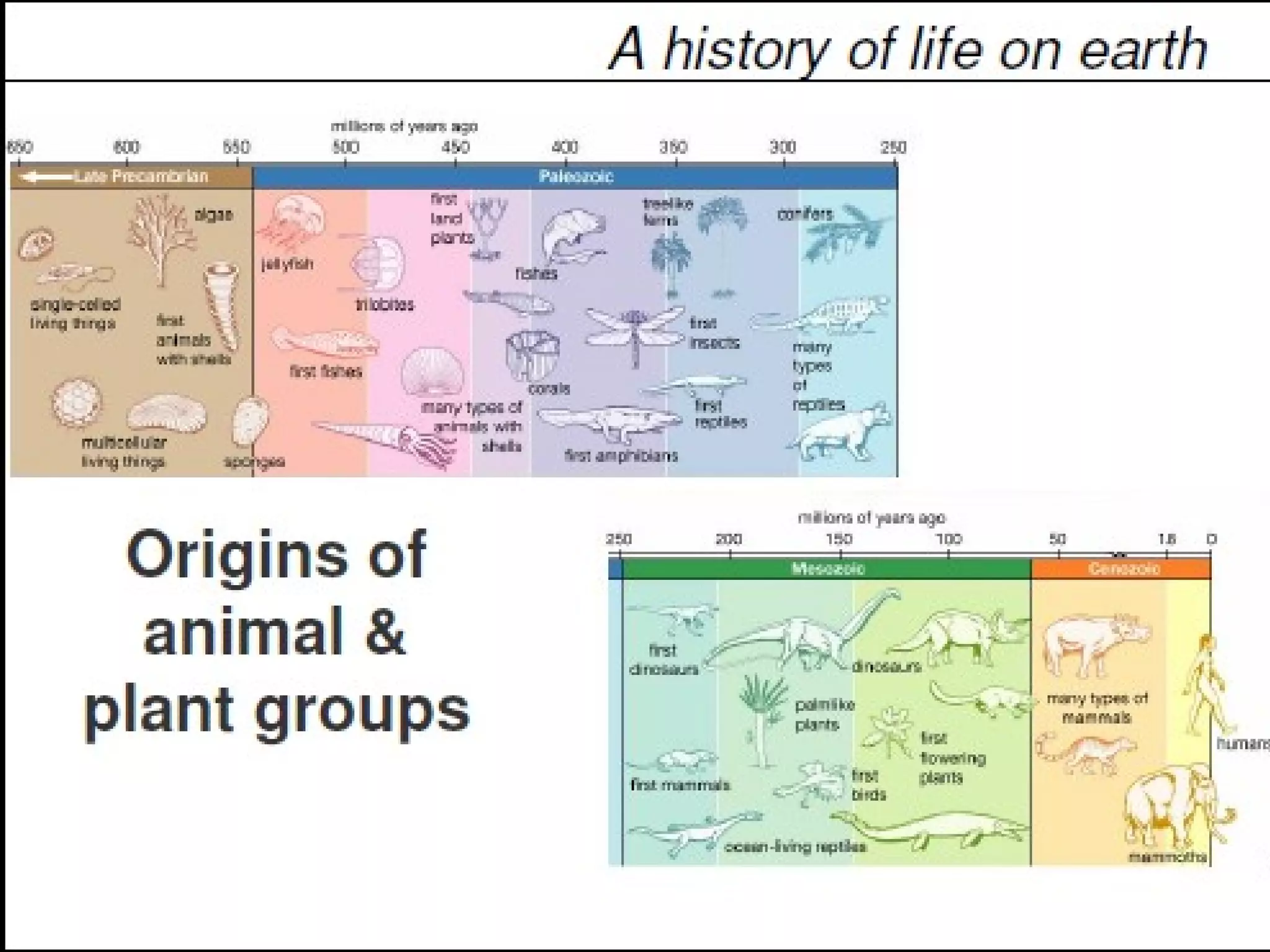 History of life on earth | PPT