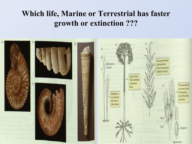 History of life on earth | PPT