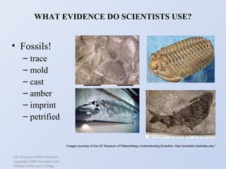 History of life on earth | PPT