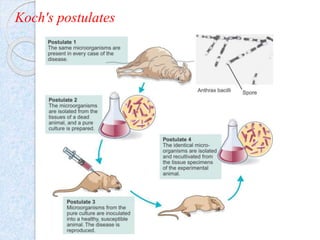 History of microbiology | PPTX