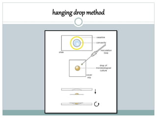 History of microbiology | PPTX