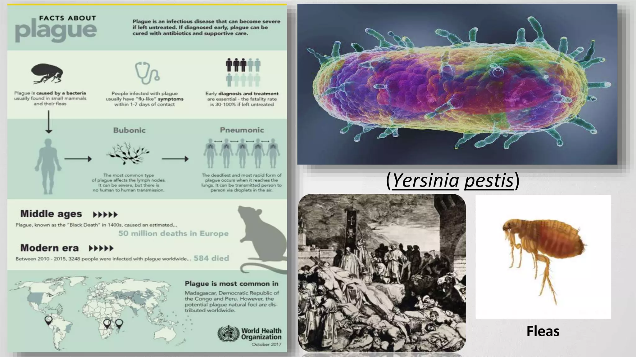 History of Microbiology.pptx