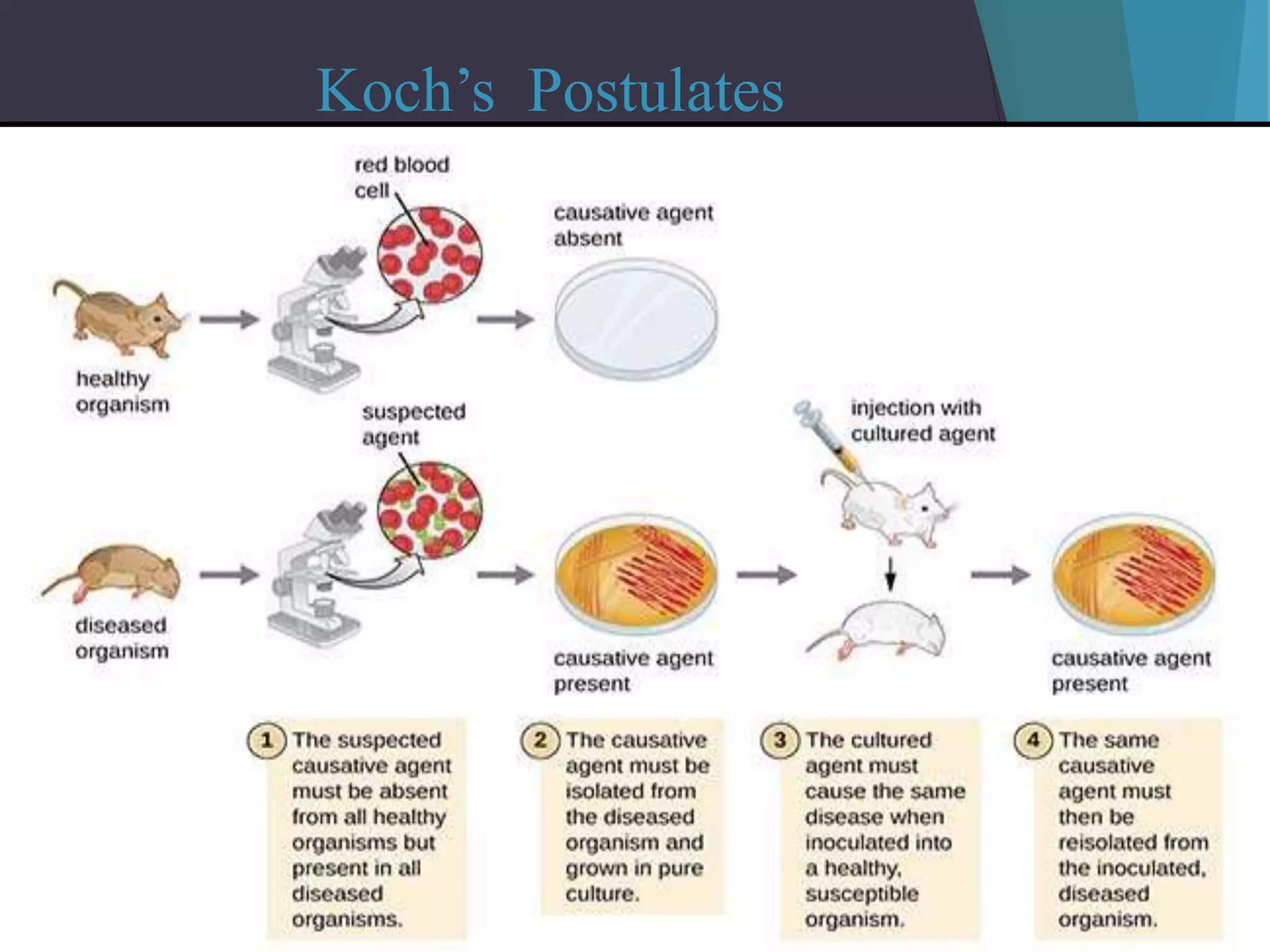 History of Microbiology.pptx
