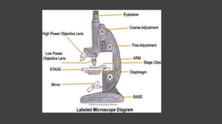 History of microscopy | PPTX
