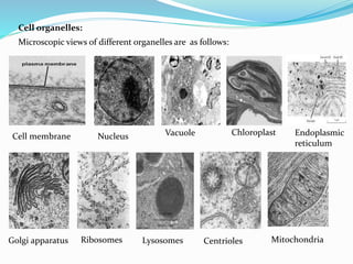 History of microscope for the study of cell | PPTX