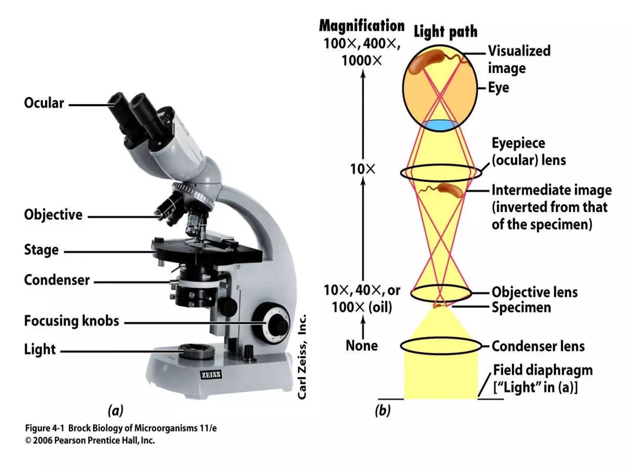 History of microscopy i | PPTX