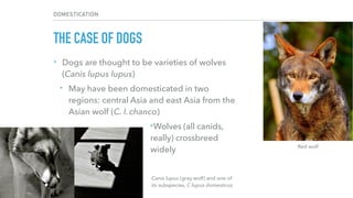 History of Nature 1b Domestication.pdf | Dogs | Pets