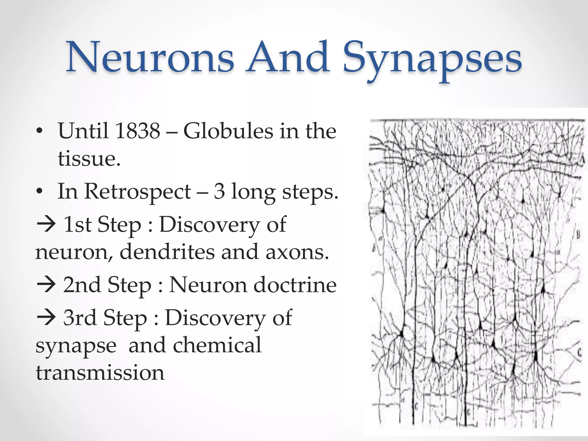 History of neurotransmission and introduction to ans | PPTX