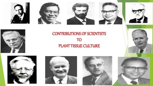 History of Plant Tissue Culture | PPTX | Gardening | Home & Garden