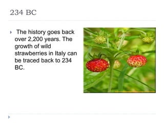 History of strawberry A Research Report By Mr Allah Dad Khan | PPTX ...