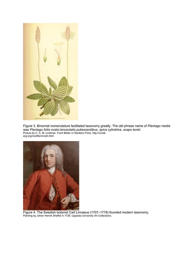 History Of Taxonomy Pdf