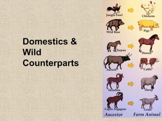 History of the Animal Domestication.pdf