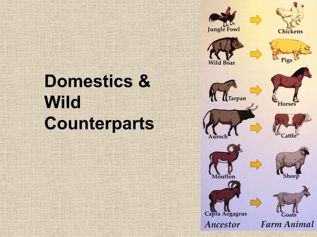 History of the Animal Domestication.pdf